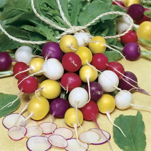 Beauty Blend Radish Seeds Colorful Crunchy Radish Mix High Germination ...