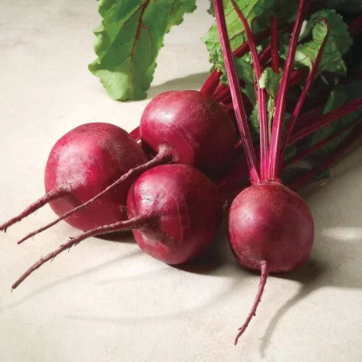Merlin Hybrid Beet Seeds Smooth Dark-Red Sweet Beets High Germination ...