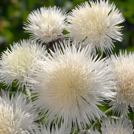 The Bride Centaurea Seeds Pure White Bachelor s Button High Germination ...