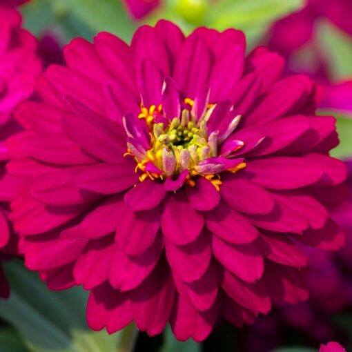 Zydeco Cherry Zinnia Seeds Bright Cherry-Red Zinnia Variety High ...