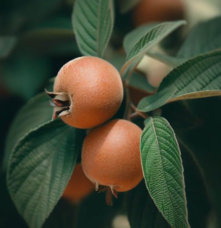 Medlar Seeds - Unique & Tangy Medlar Tree – Dharaseeds