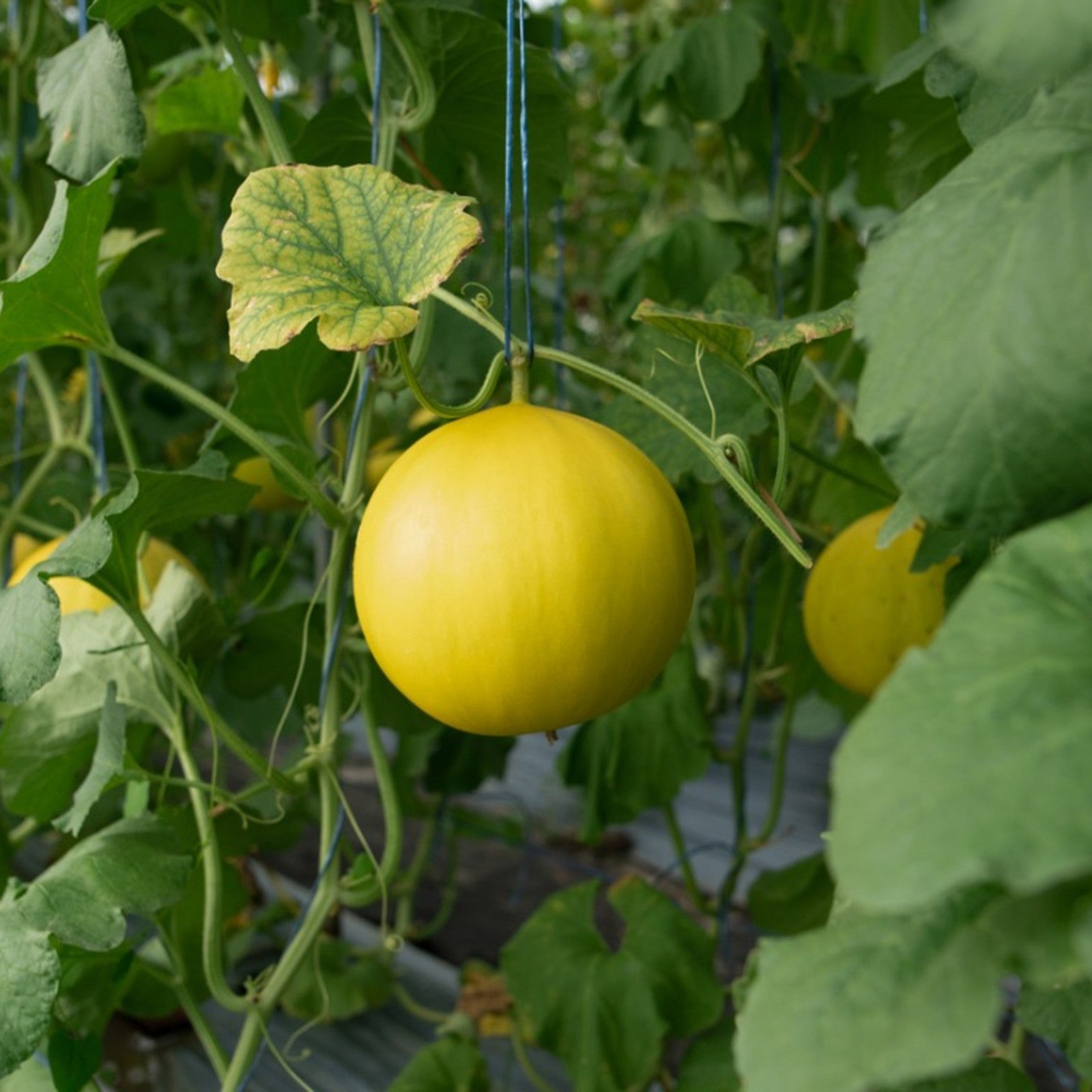 Heirloom Melon Fruit Seed Set – Grow Rich, Sweet Melon Varieties ...