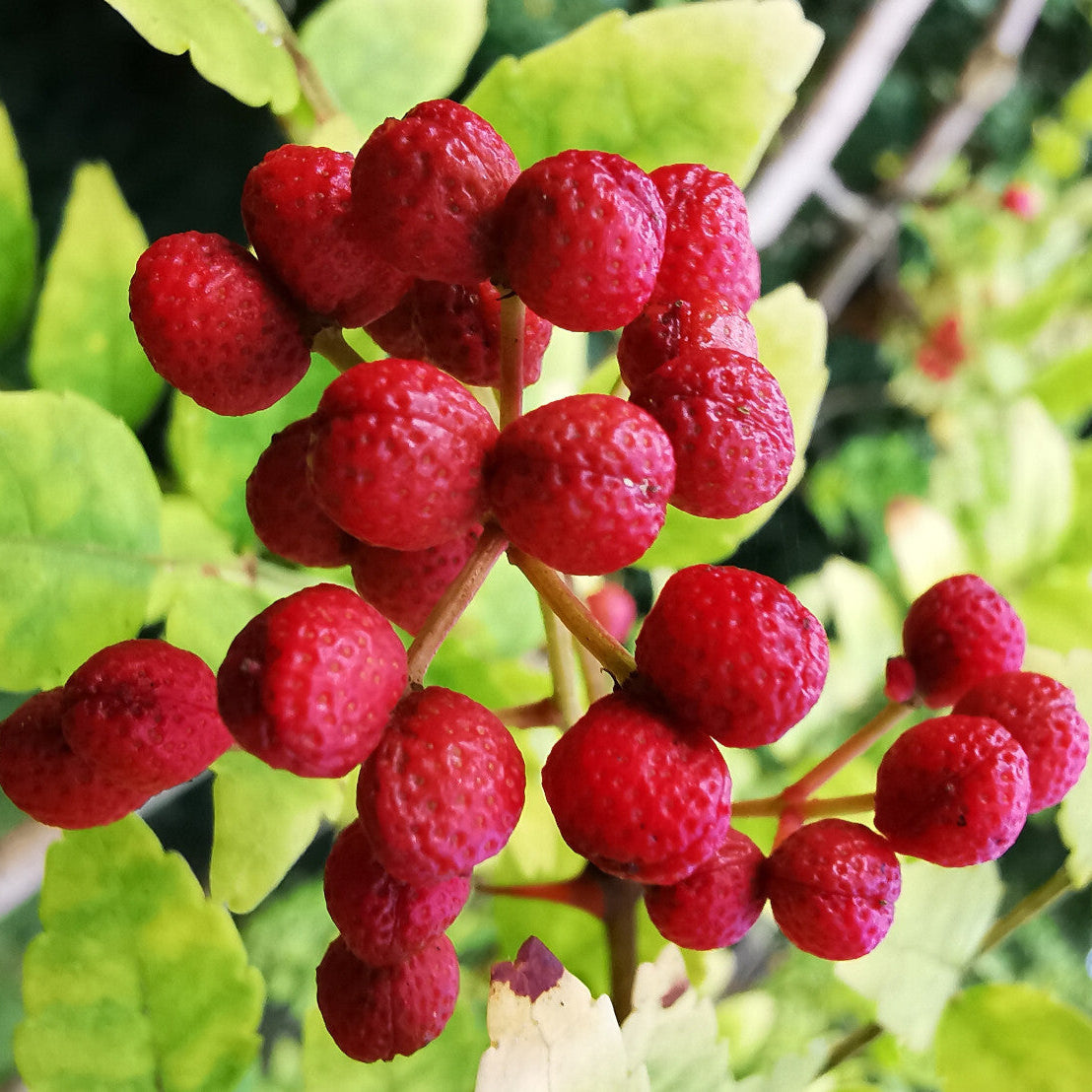New Fresh Red Zanthoxylum Fruit Seeds - Exotic, Spicy Zanthoxylum for ...