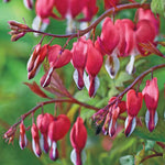 Organic Heirloom Non-GMO Bleeding Heart Seeds for Planting – Shade ...