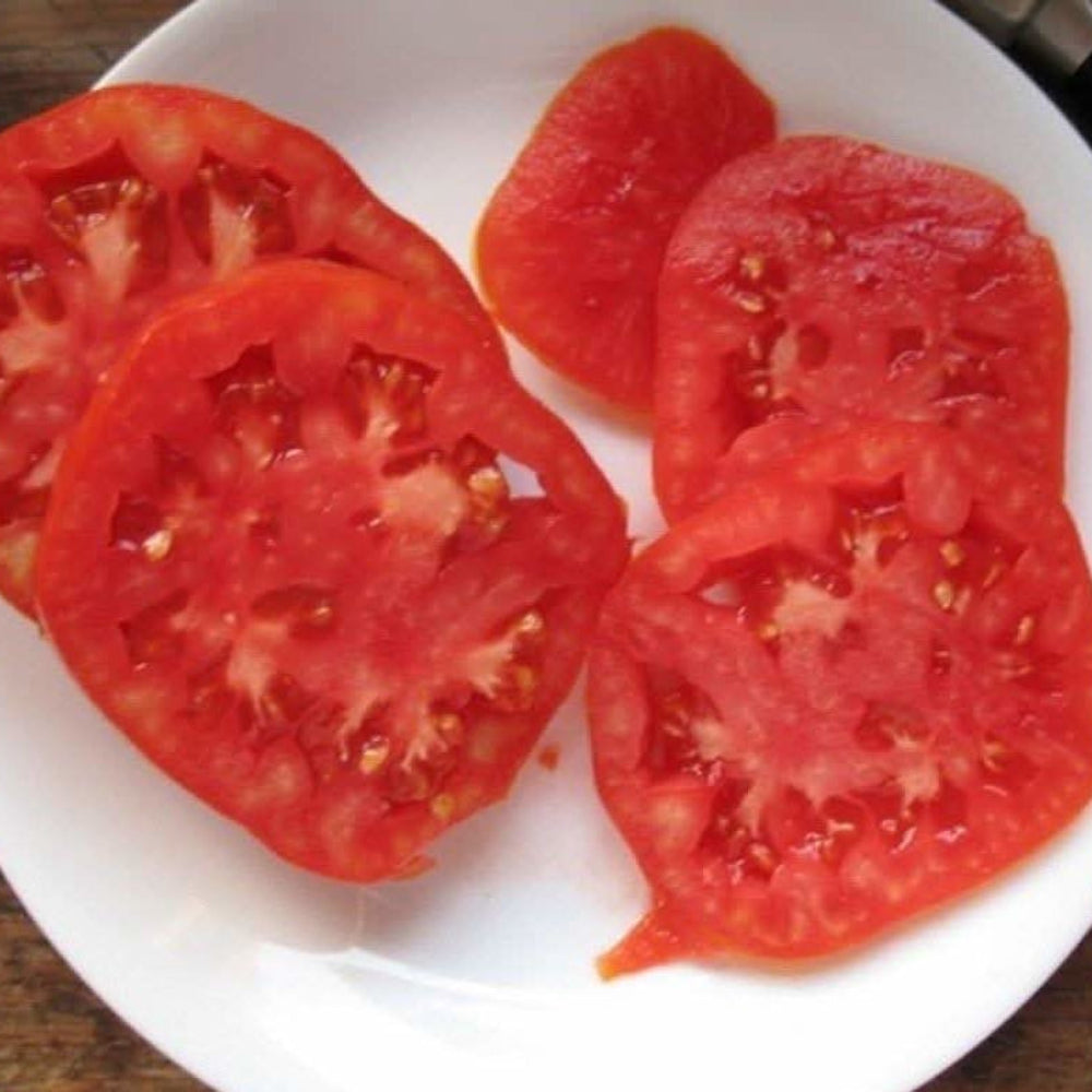 Boxcar Willie Heirloom Tomato Solanum lycopersicum seeds for robust ...