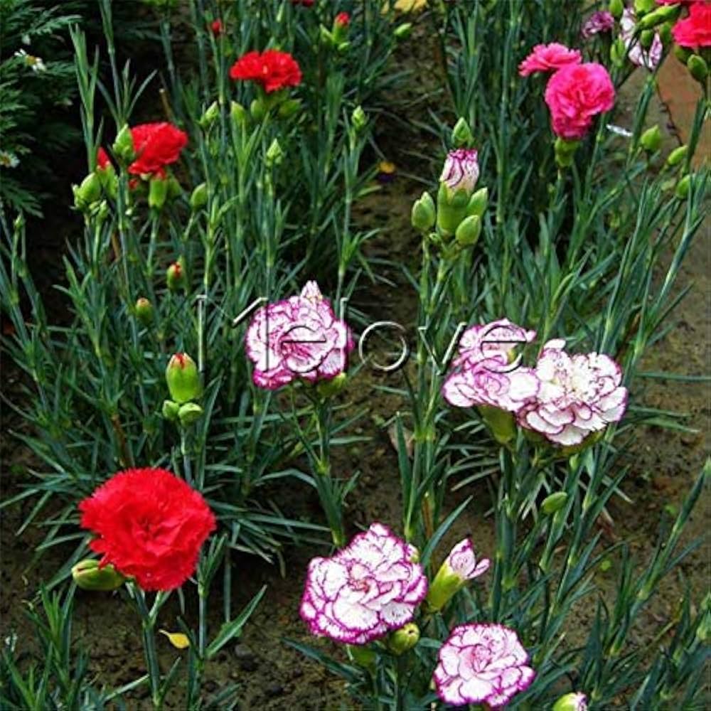 Mixed Color Carnation Flower Seeds for Garden – Dharaseeds