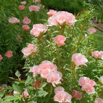 Godetia Grand Azaleaflora Seeds – Sybil Sherwood Salmon Blooms – Dharaseeds