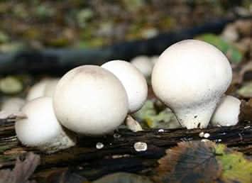 Puffball Mushroom Vegetable Seeds for Planting heirloom & Non-GMO Seeds ...