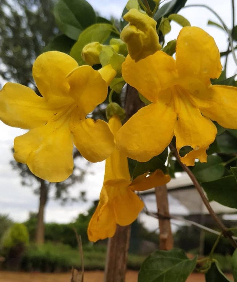 Macfadyena Unguis Flower Seeds – Heirloom Non-GMO Seeds for Climbing ...