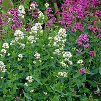 Mixed Jupiter's Flower Seeds for Planting - 100 pcs - Dharaseeds