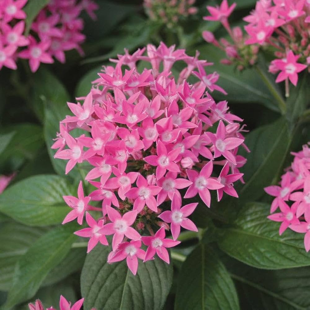 Penta Flower Seeds for Flower Bed – Order Today – Dharaseeds