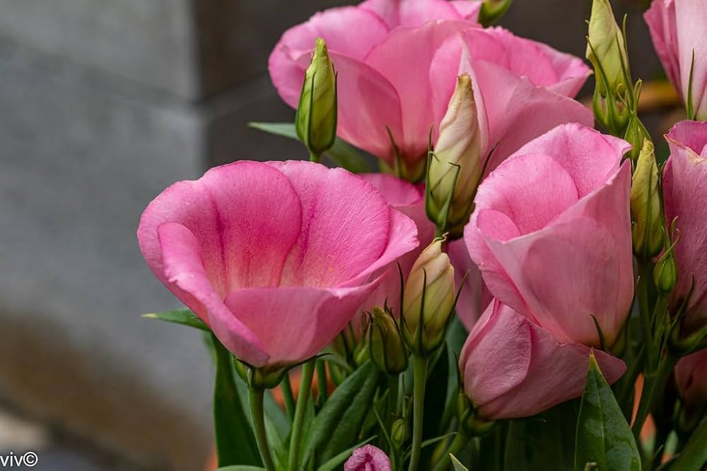 Light Pink Eustoma Seeds – Delicate Lisianthus Blooms – Dharaseeds