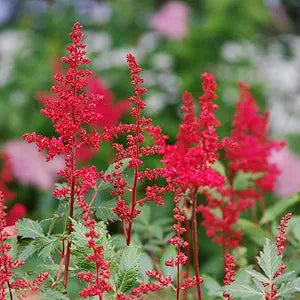 Astilbe Flower Astilbe spp. Seeds for Planting - Buy Now – Dharaseeds