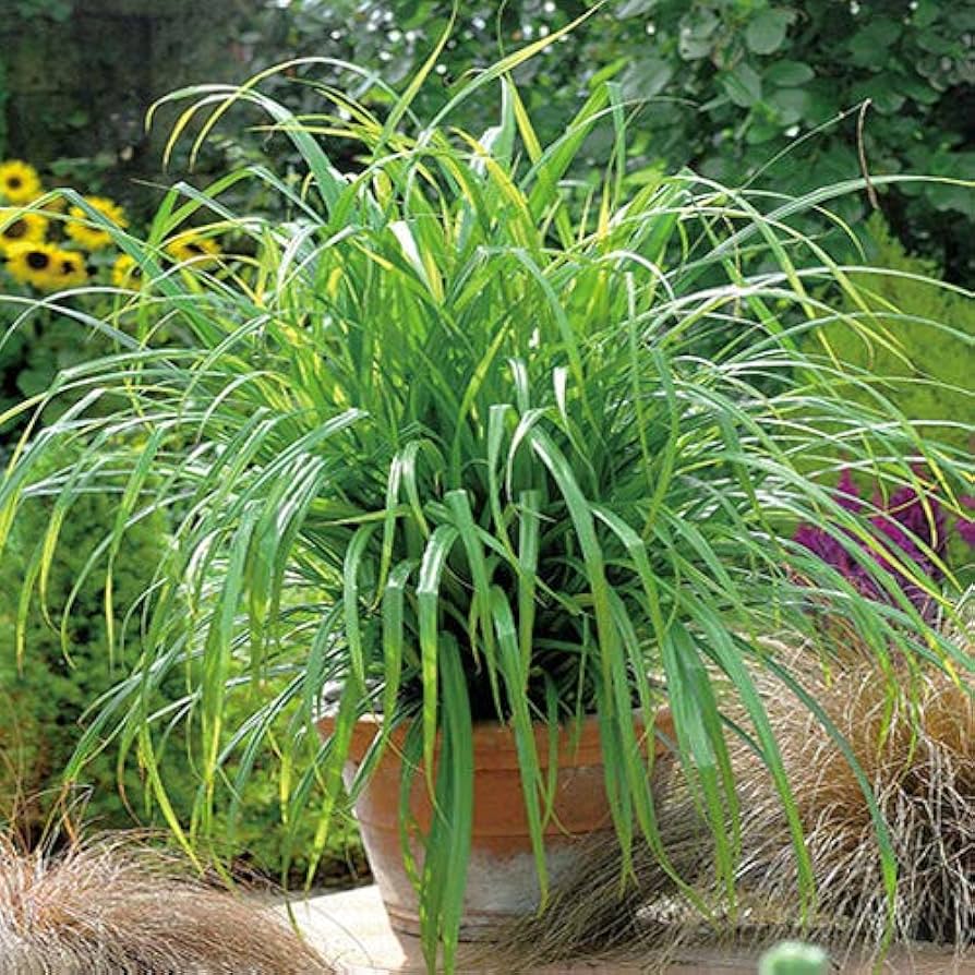 Carex Pendula Carex Pendula Seeds for Planting - Shop Now – Dharaseeds