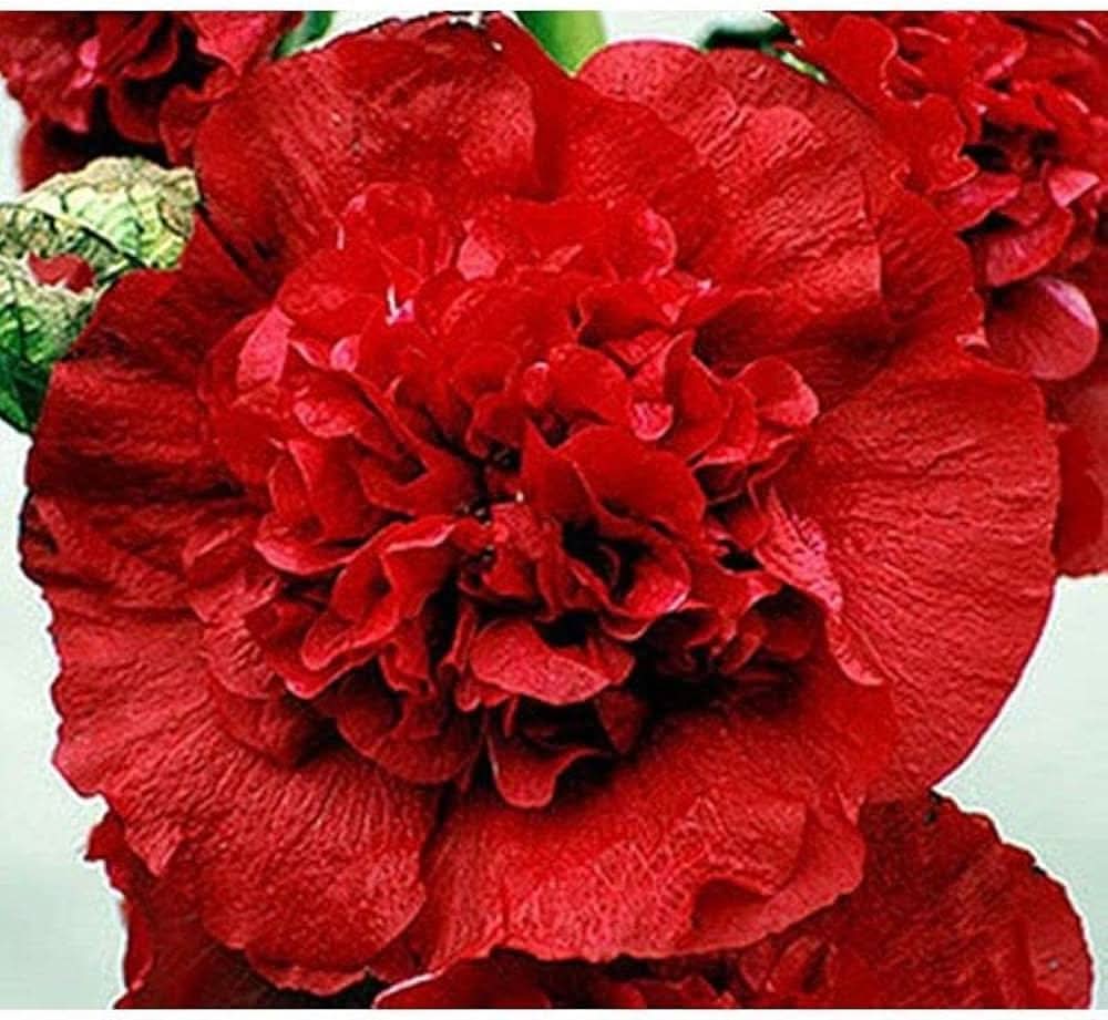 Carnation Seeds - Double Red Variety for Garden Beds and Bouquets ...