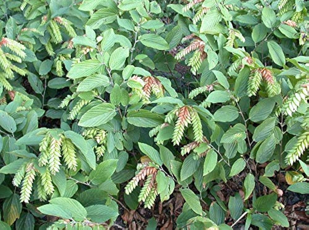 Flemingia Strobilifera Seeds – Rare Flowering Plant – Dharaseeds