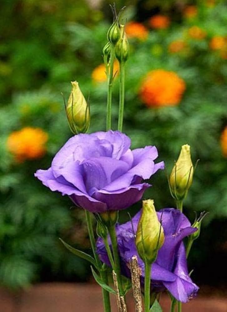 Lisianthus Seeds - Blue Echo Eustoma Grandiflorum for Planting – Dharaseeds