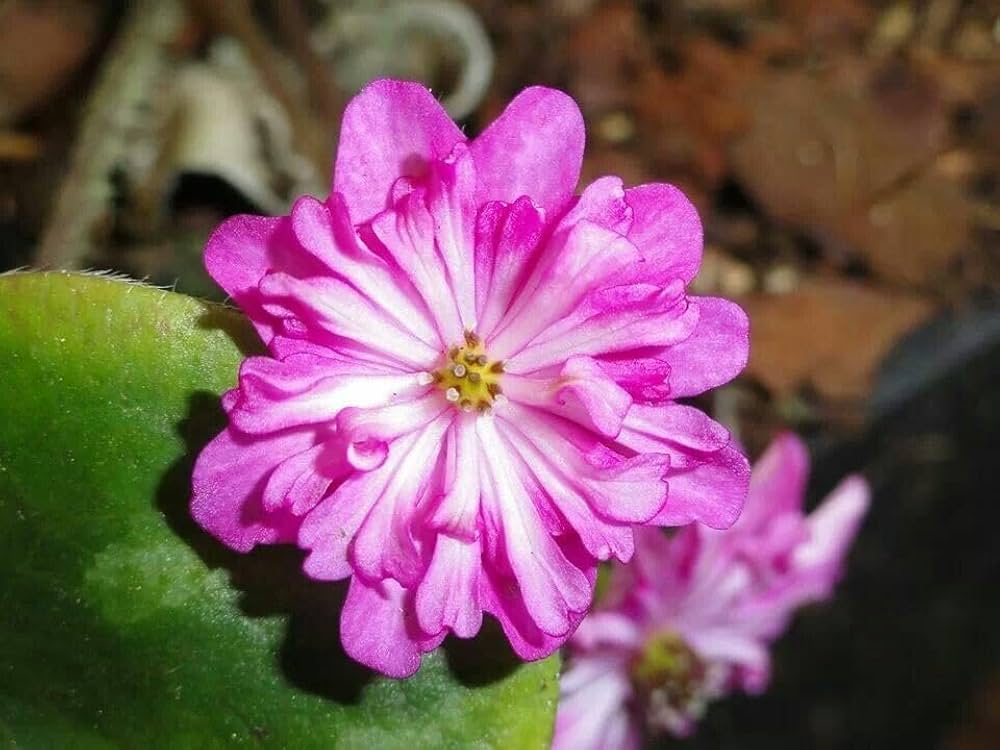 Alpine Flower Mix Seeds for Rock Garden – Dharaseeds