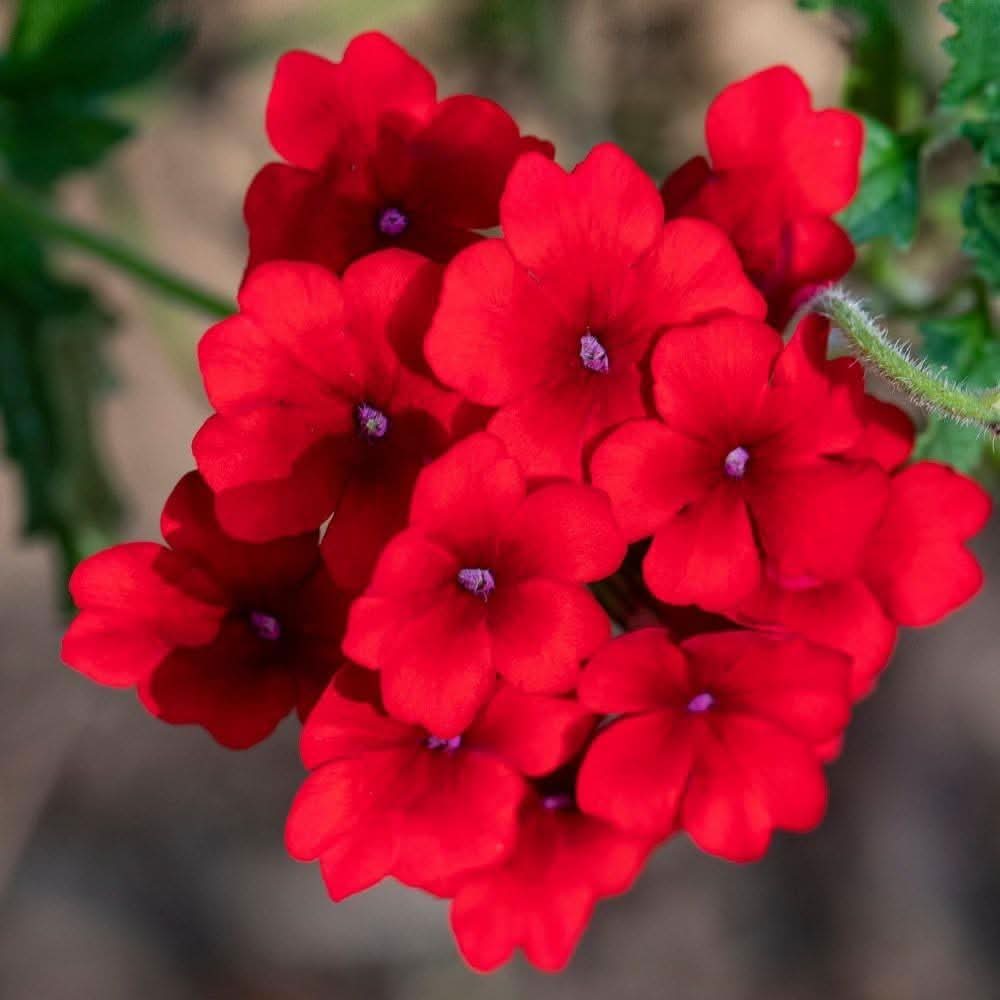 Verbena Seeds – Red Annual Garden Flowering Variety – Dharaseeds
