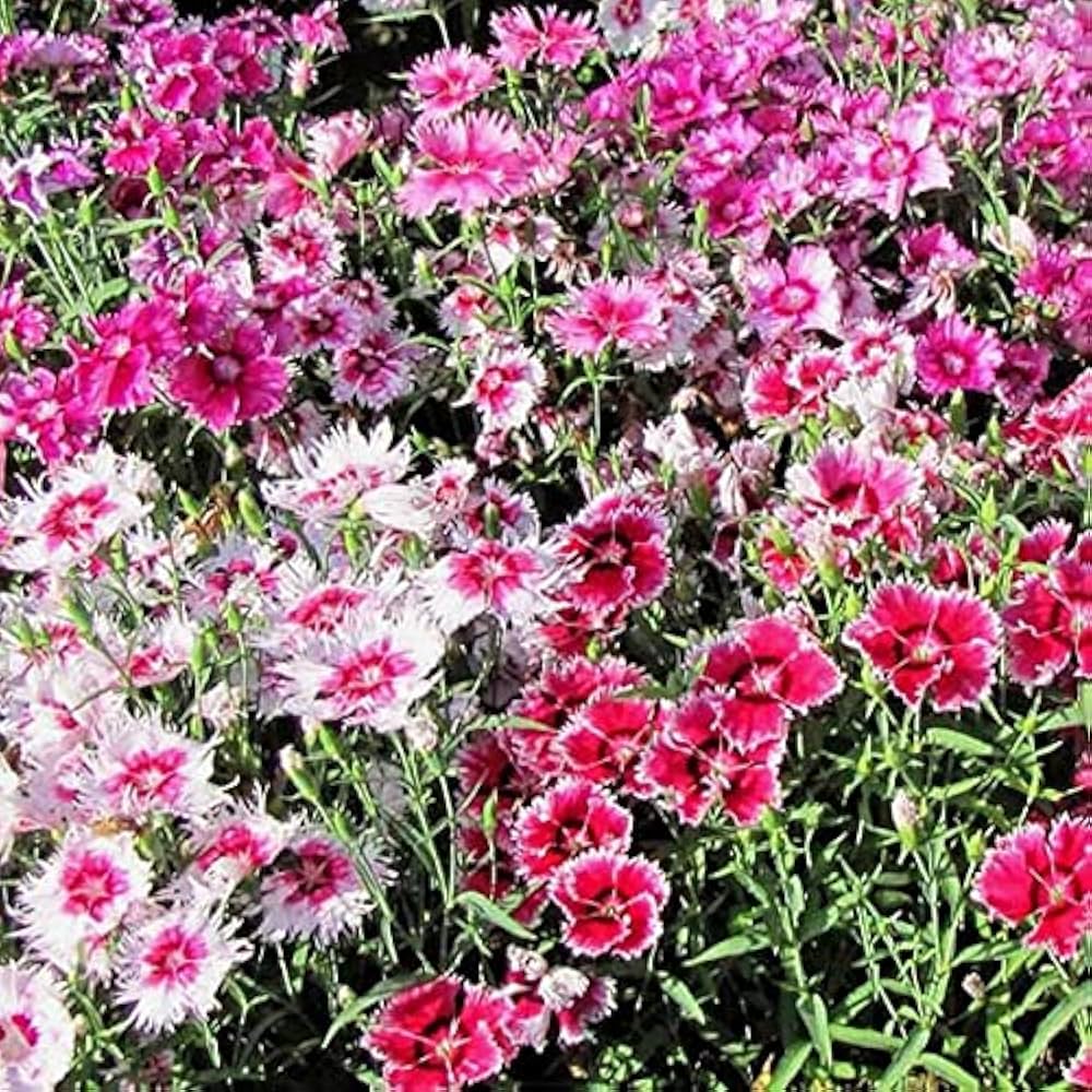 Dianthus Wee Willie Mix Flower Seeds – Dharaseeds