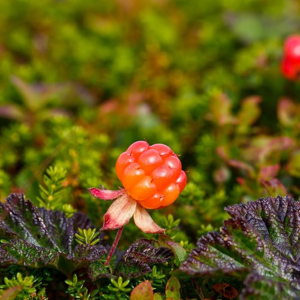 Cloudberry Rubus Fruit Seeds for Planting - Orange-Red Berries for ...