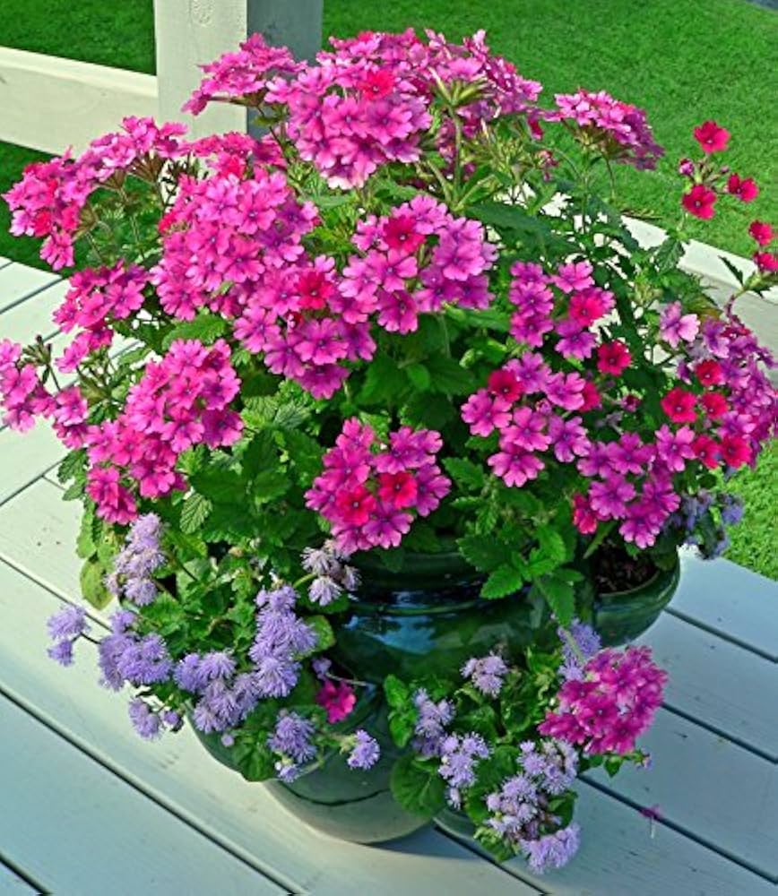 Verbena Blue Seeds – Fragrant Garden Favorites – Dharaseeds