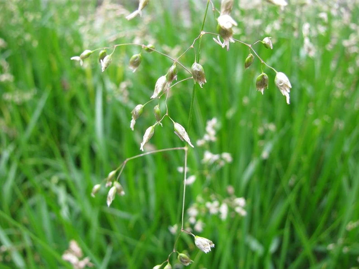Hierochloe Odorata Grass Seeds – Fragrant Grass for Herb Gardens ...