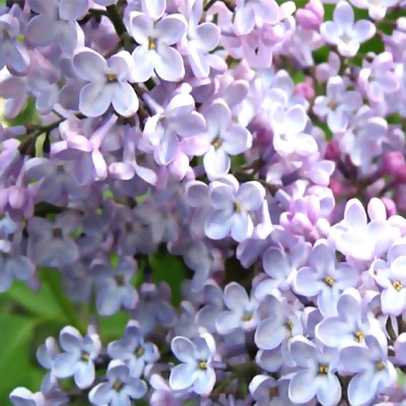 Lilac Seeds - Early Korean Lilac Syringa oblata Seeds for Fragrant ...