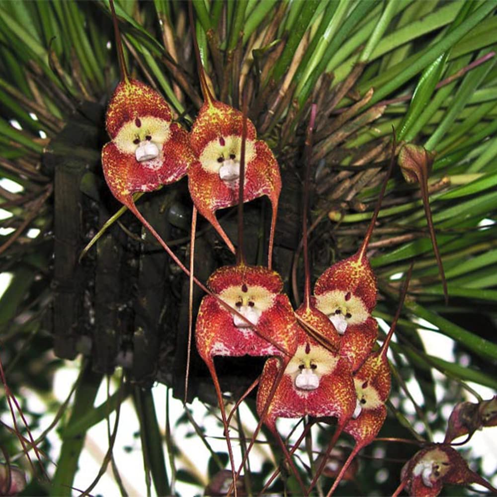 Monkey Face Orchid Seeds – Exotic Blooms for Orchid Gardens – Dharaseeds