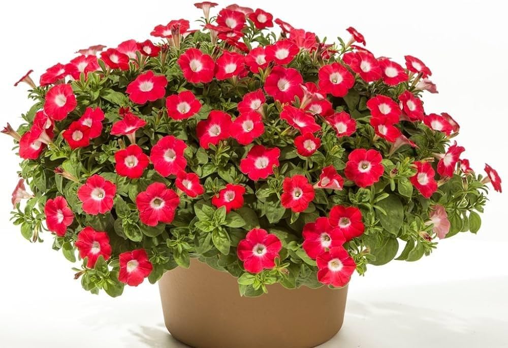 Freiheit Raspberry Vein Petunia Seeds – Stunning Veined Flowers ...