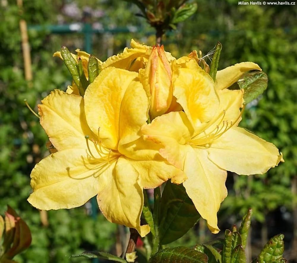 Yellow Rhododendron Rhododendron spp. Seeds for Planting - Order Now ...