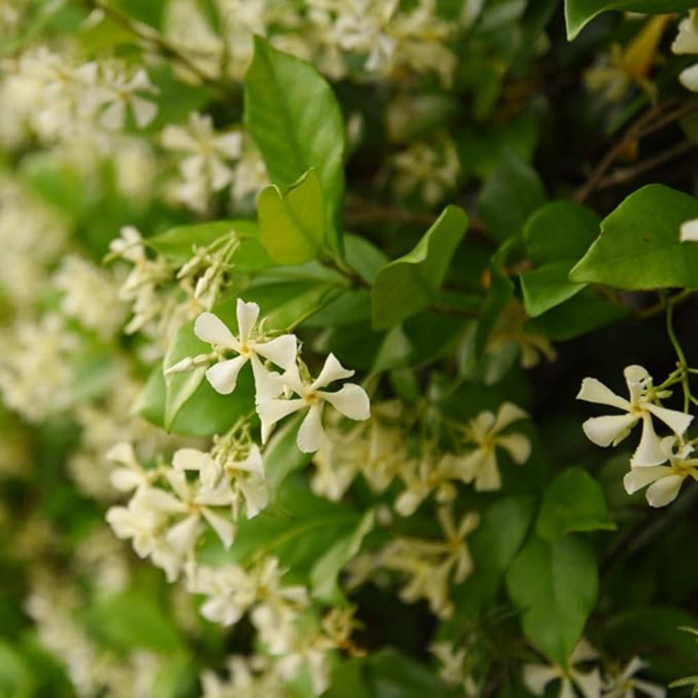 Jasmine Seeds – Jasminum spp for Your Flower Bed – Dharaseeds
