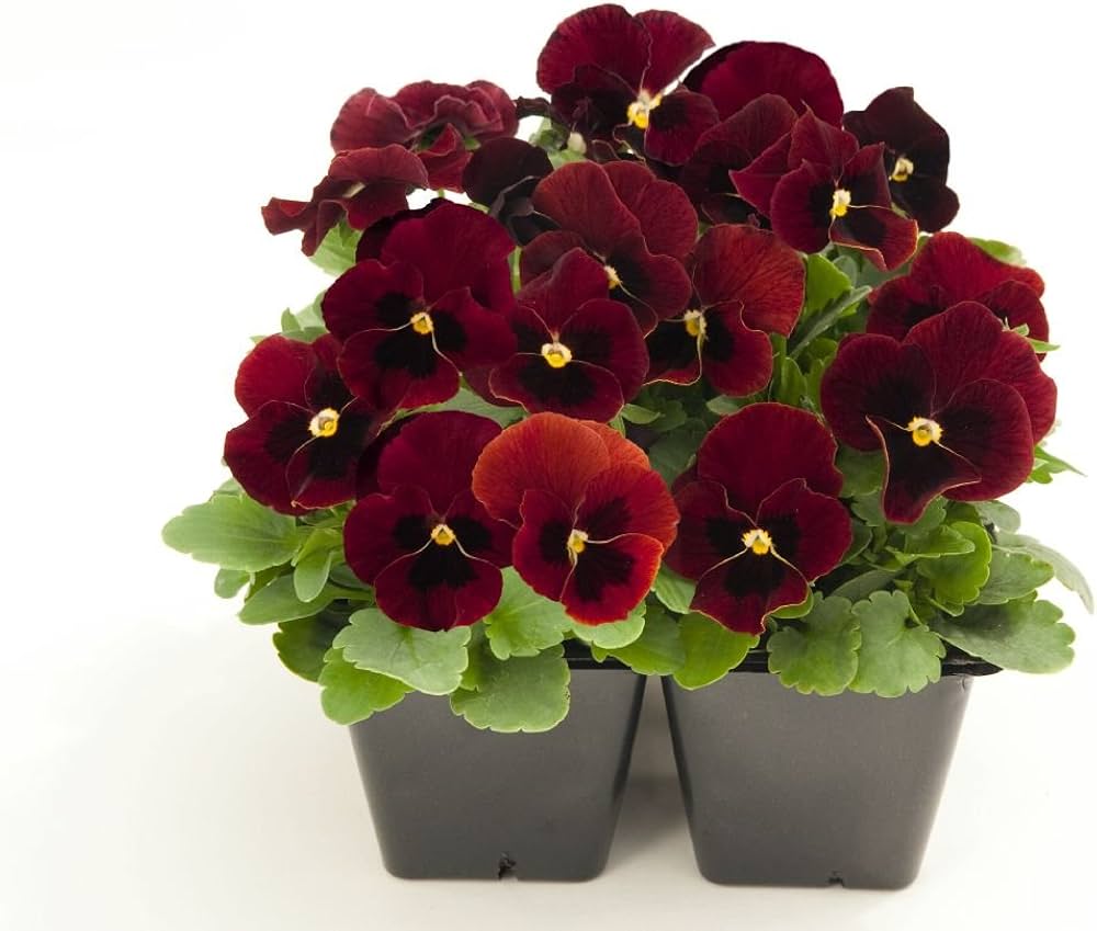 Pansy Semi Delta Pure Rose Flower Seeds - Shop Now – Dharaseeds