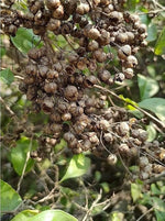 Brown Zanthoxylum Plant Seeds for Planting - 100 - Dharaseeds