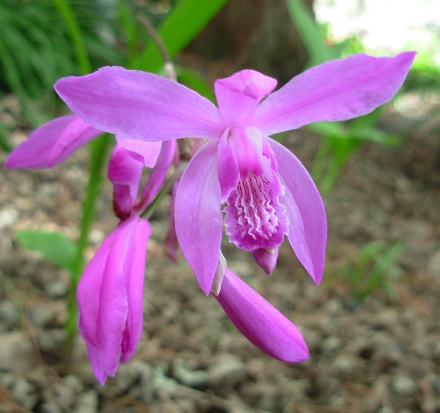 Heirloom Non-GMO Bletilla Striata Flower Seeds for Hardy Orchid and ...