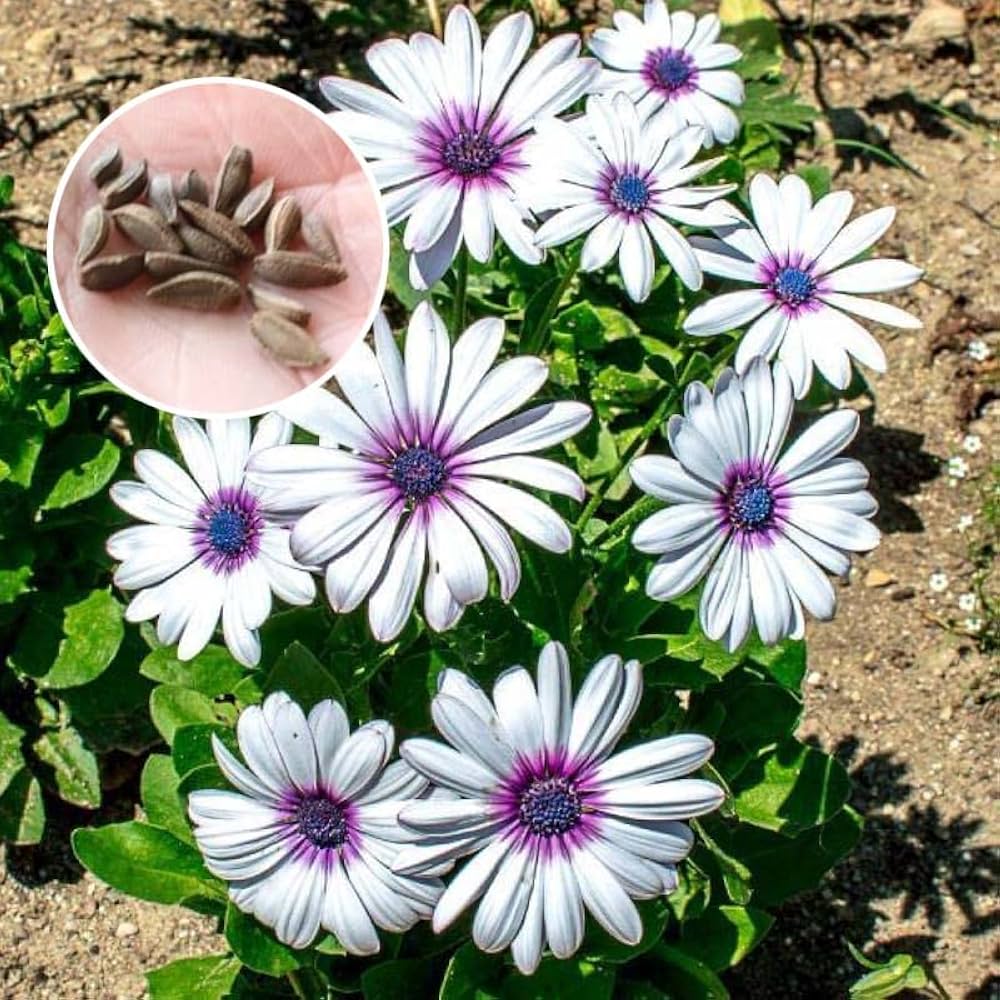 White African Daisy Seeds for Garden – Dharaseeds