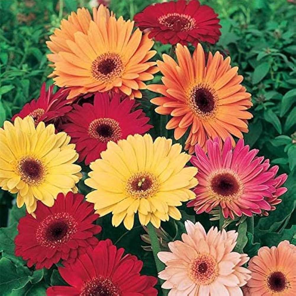 Gerbera Seeds –Color Mixed Daisy – Dharaseeds
