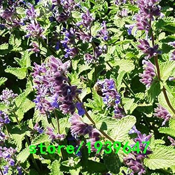 Organic Heirloom Non-GMO Purple Mint Flower Seeds for Planting ...