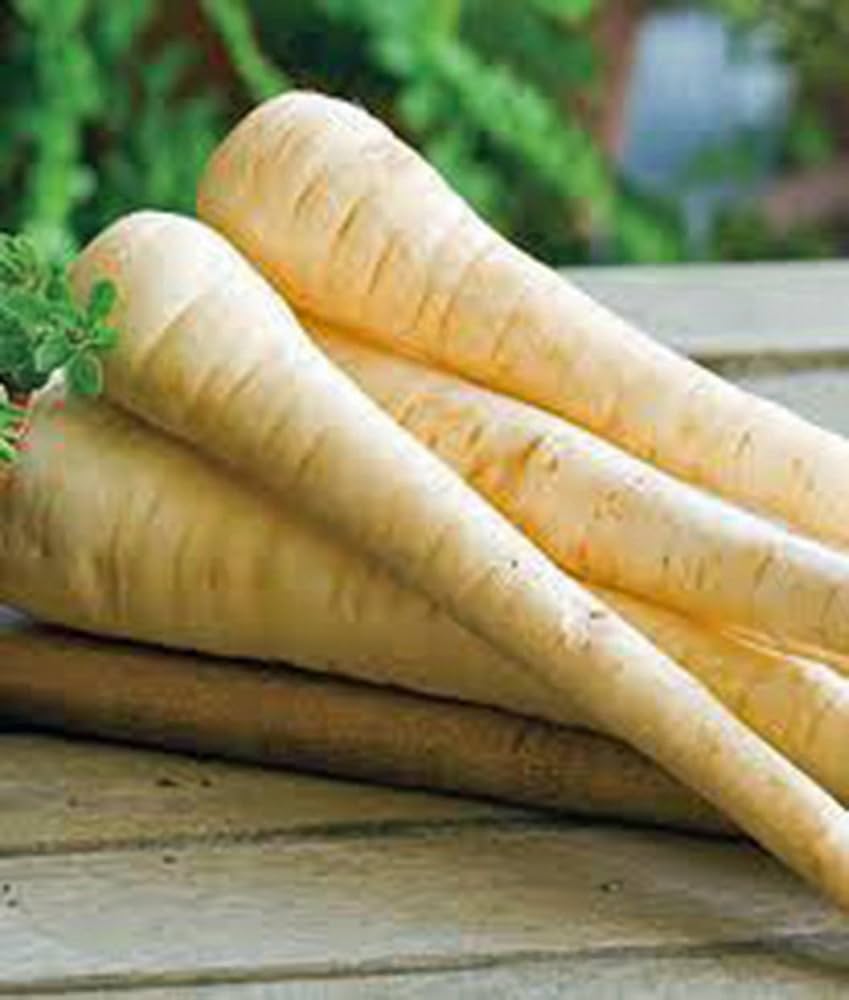 Harris Model Parsnip Seeds – Heirloom Root Vegetable – Dharaseeds