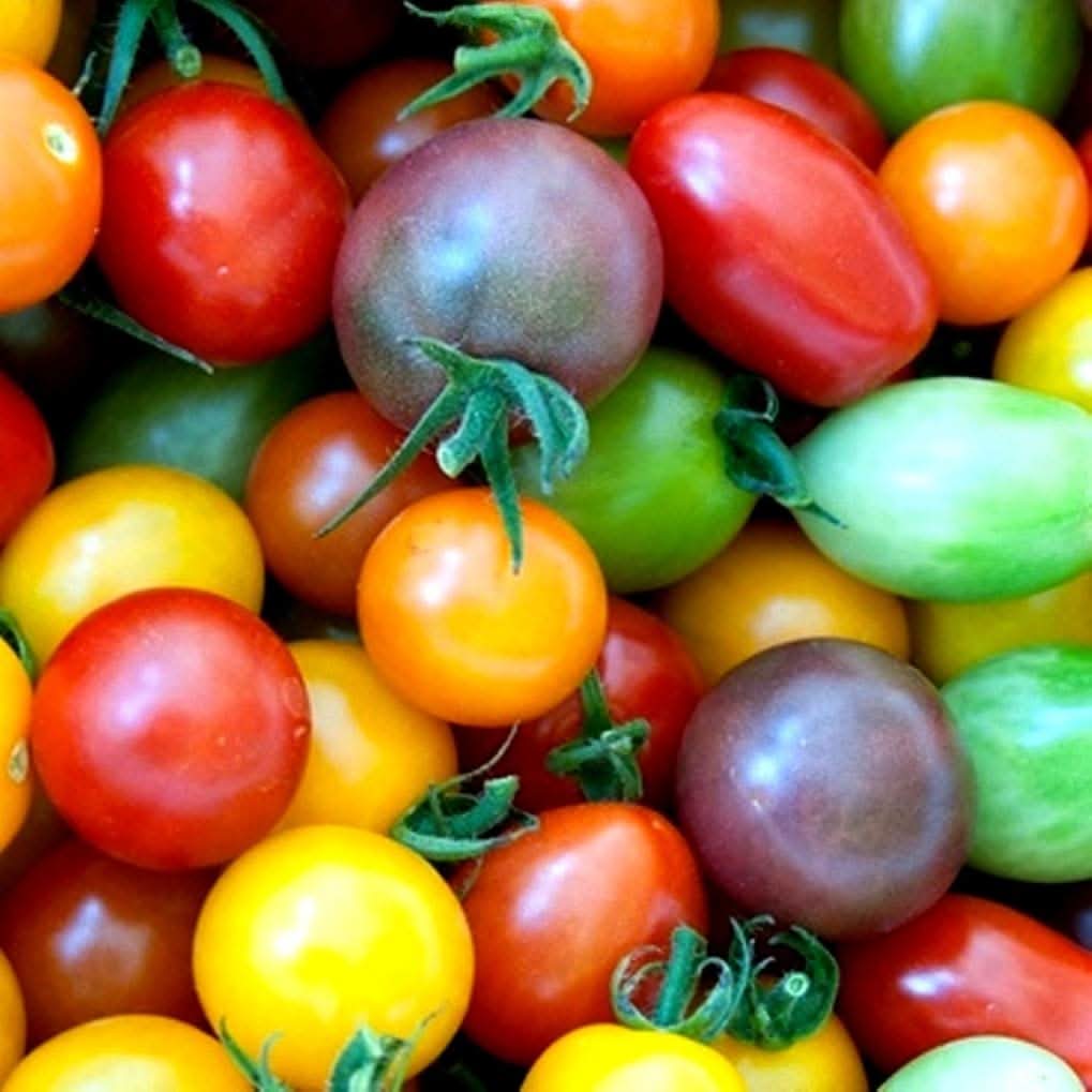 Rainbow Cherry Tomato Seeds – Grow Colorful Crops – Dharaseeds