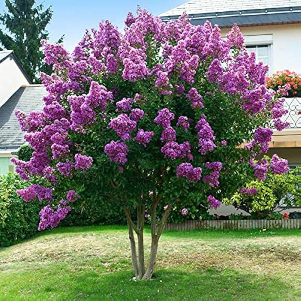 Lagerstroemia Speciosa Seeds – Showy Flowers for Gardens – Dharaseeds
