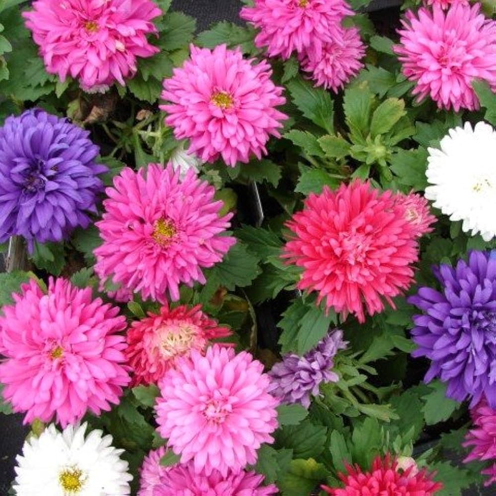 Double Aster Aster Amellus Seeds for Planting - Shop Now – Dharaseeds