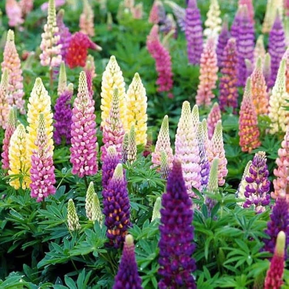 Sweet Blue Lupin Lupinus Polyphyllus Seeds for Planting - Shop Now ...