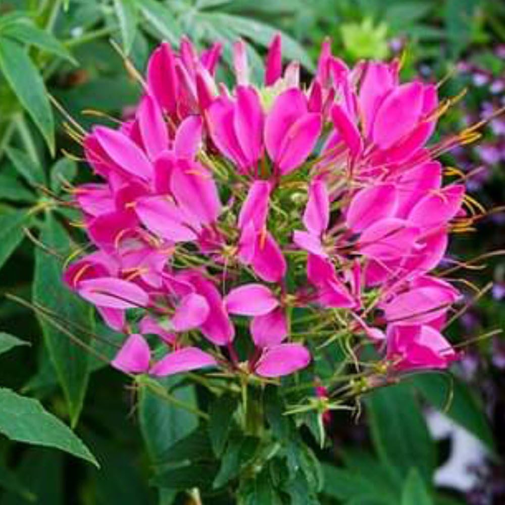 Spider Flower Seeds – Whimsical Garden Texture – Dharaseeds