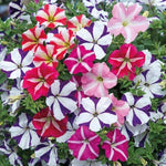 Petunia Seeds - Neri Petunia Hybrida Variety for Vertical Garden ...