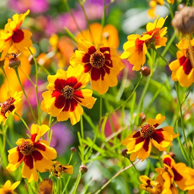 Coreopsis Coreopsis spp. Flower Seeds for Planting - Buy Now – Dharaseeds