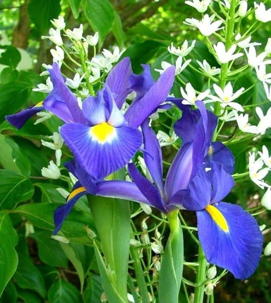 Mixed Iris Seeds – Iris spp for Your Flower Bed – Dharaseeds