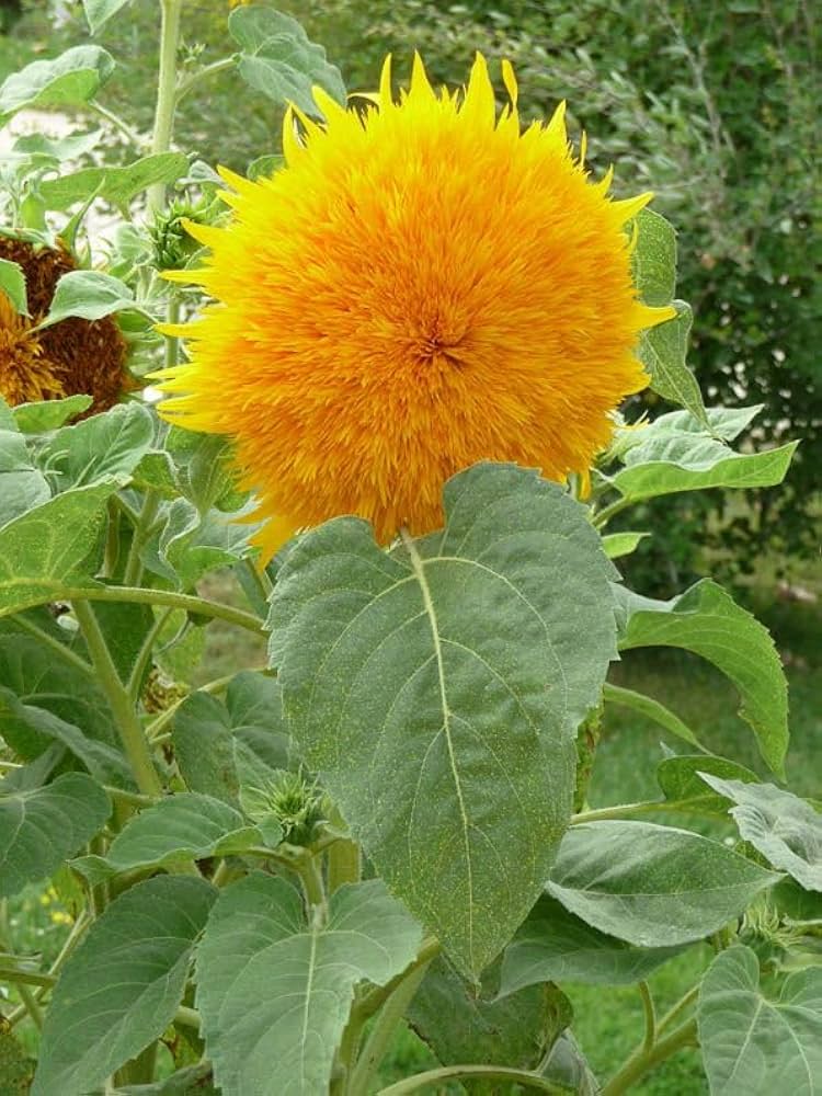 Double Dandy Sunflower Seeds - Grow Bright Blooms – Dharaseeds