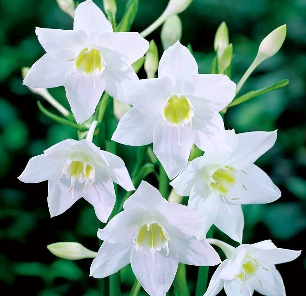 Perfume Lily Flower Seeds for Garden – Dharaseeds