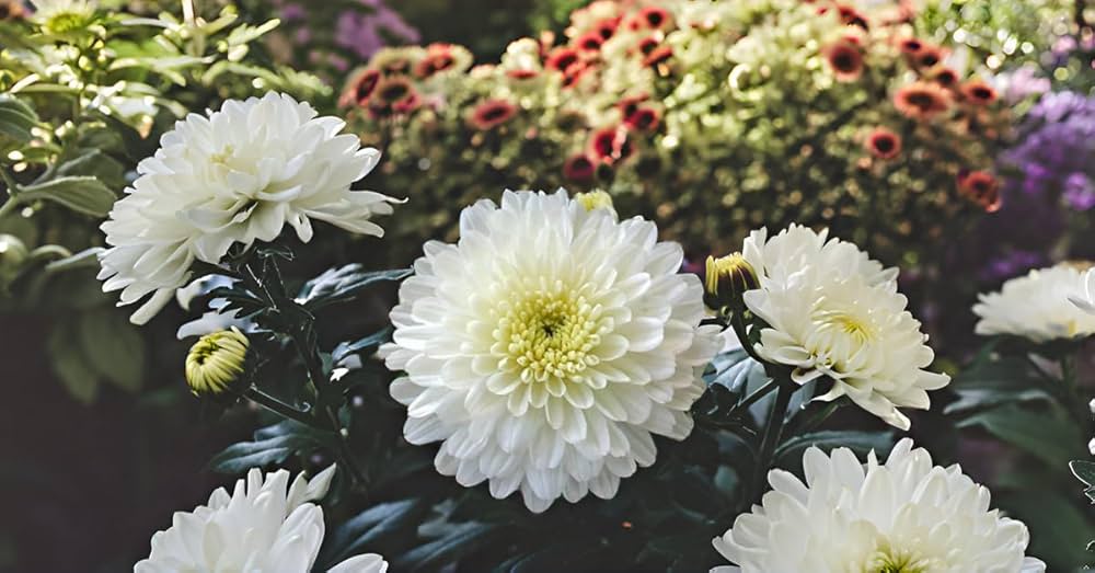 White Pyrethrum Seeds – Chrysanthemum for Natural Garden Beauty ...
